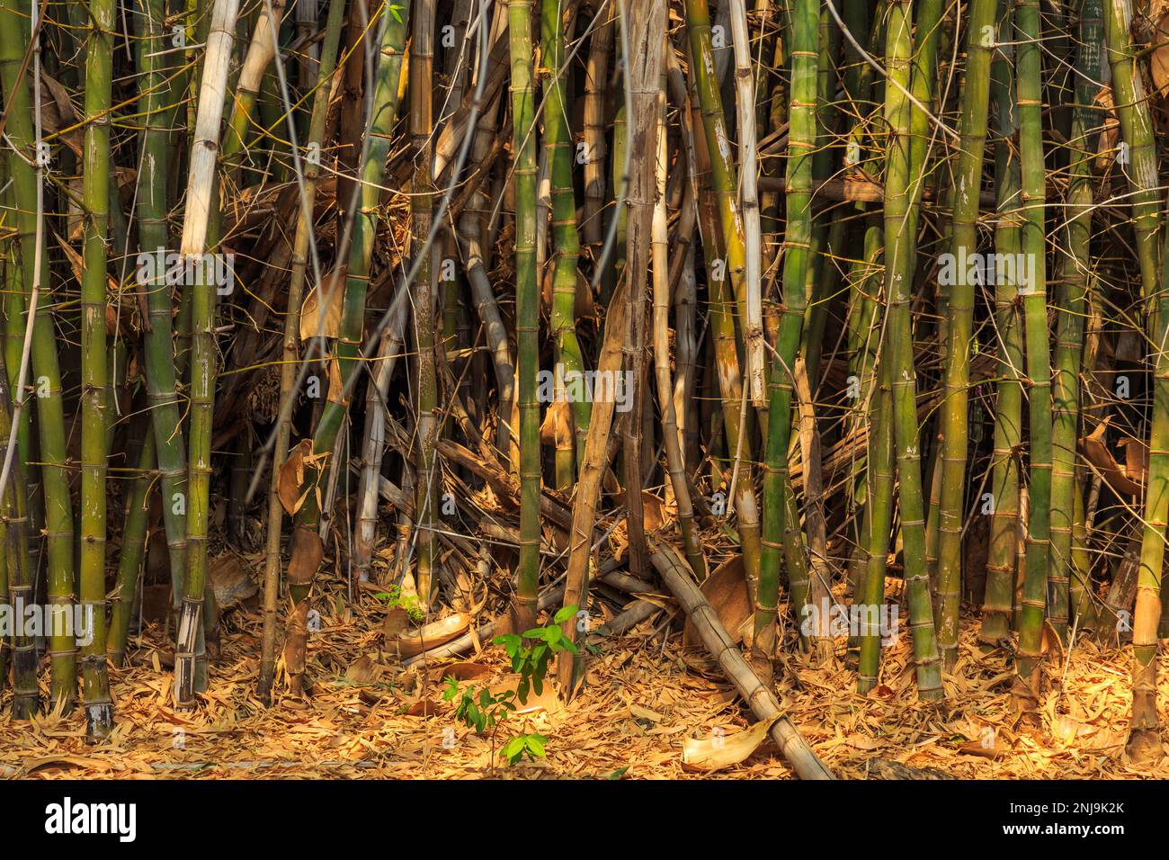 Bamboo forest in in Waterberg Plateau National Park, Kalahari ...