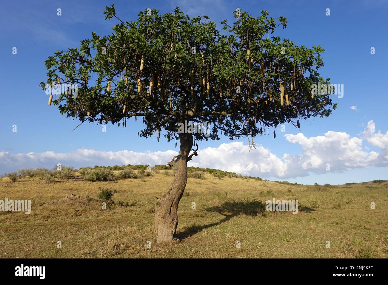 Sausage Tree in the savannah of Kenya Stock Photo - Alamy