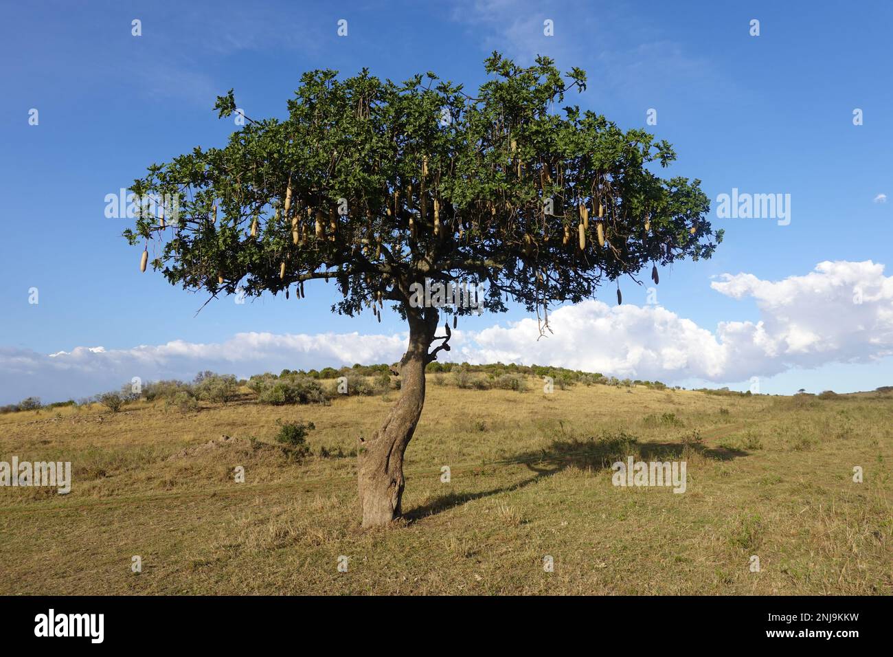 Sausage Tree in the savannah of Kenya Stock Photo - Alamy