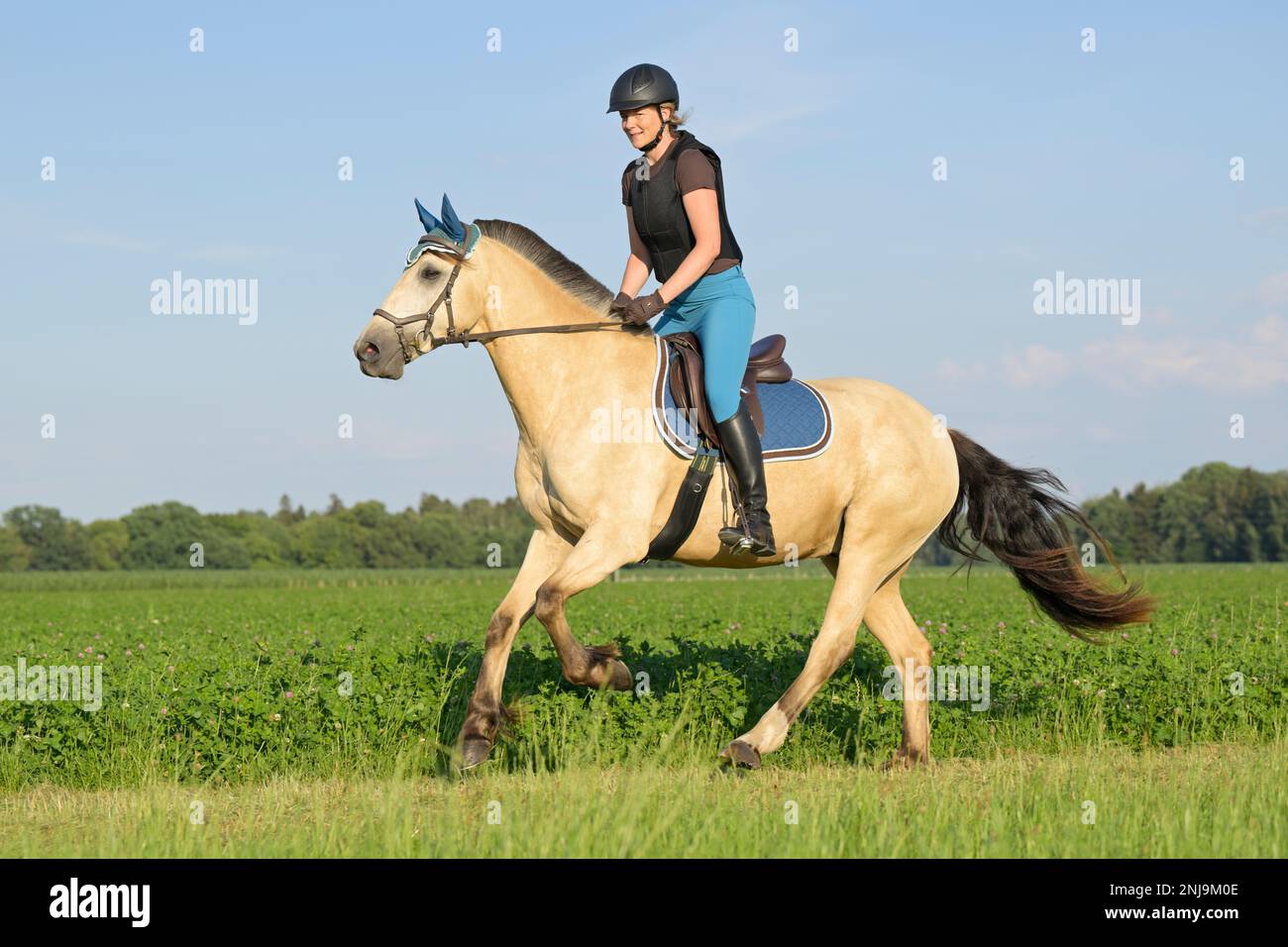 Rider wearing a back protector on back of a Connemara pony cantering ...