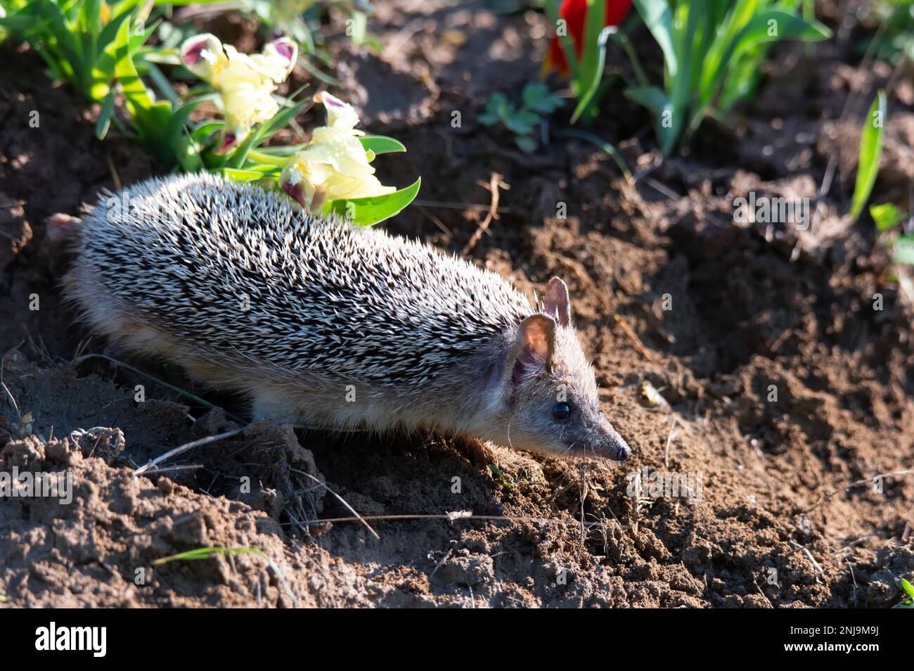 Long eared hedgehog hi-res stock photography and images - Alamy