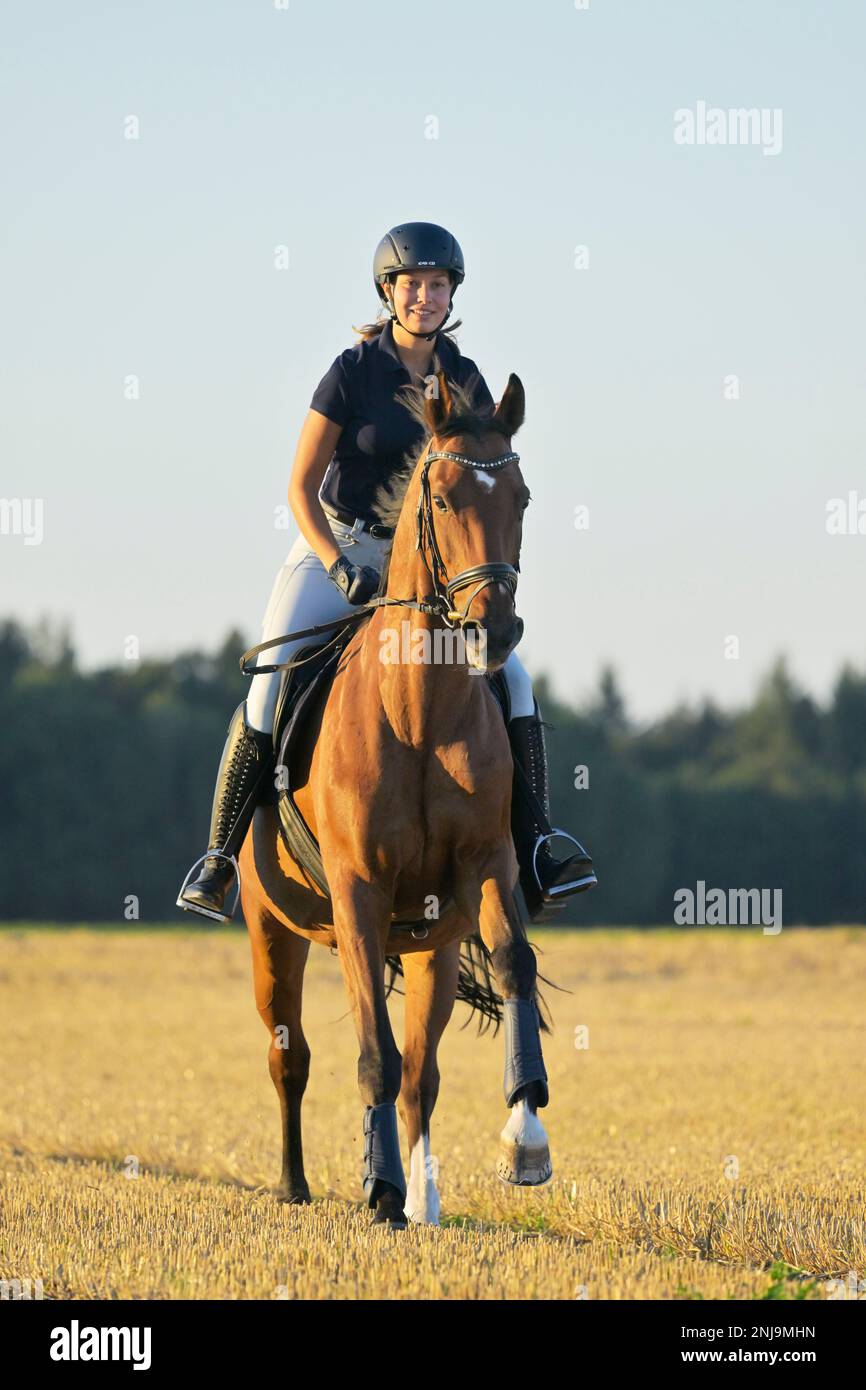 Horseback rider cantering in a stubble field Stock Photo - Alamy