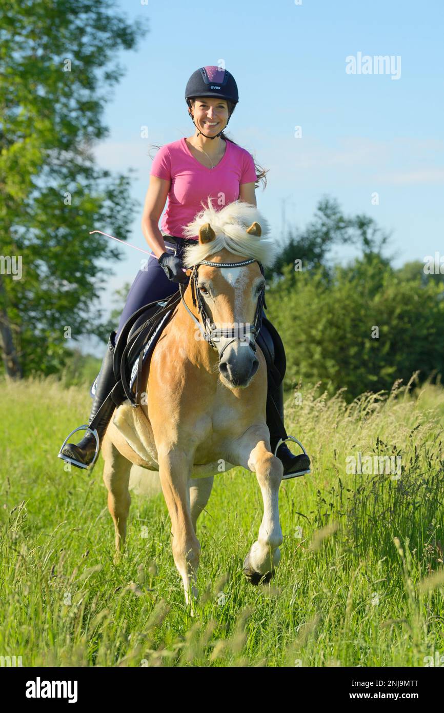 Rider on back of Haflinger horse cantering Stock Photo - Alamy