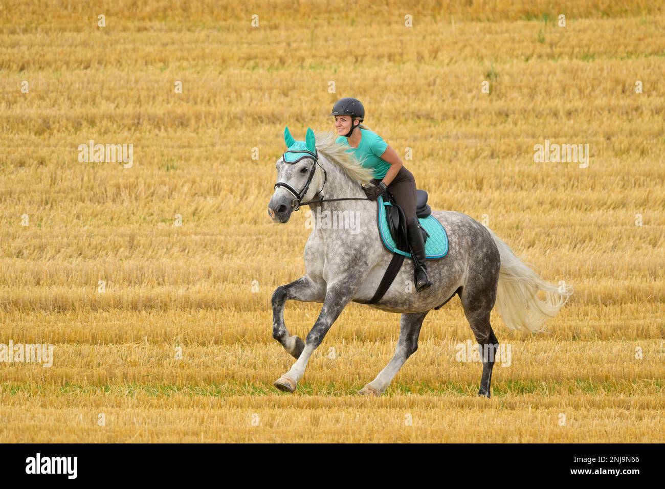 Rider on back of a Polish horse cantering in a stubble field Stock ...
