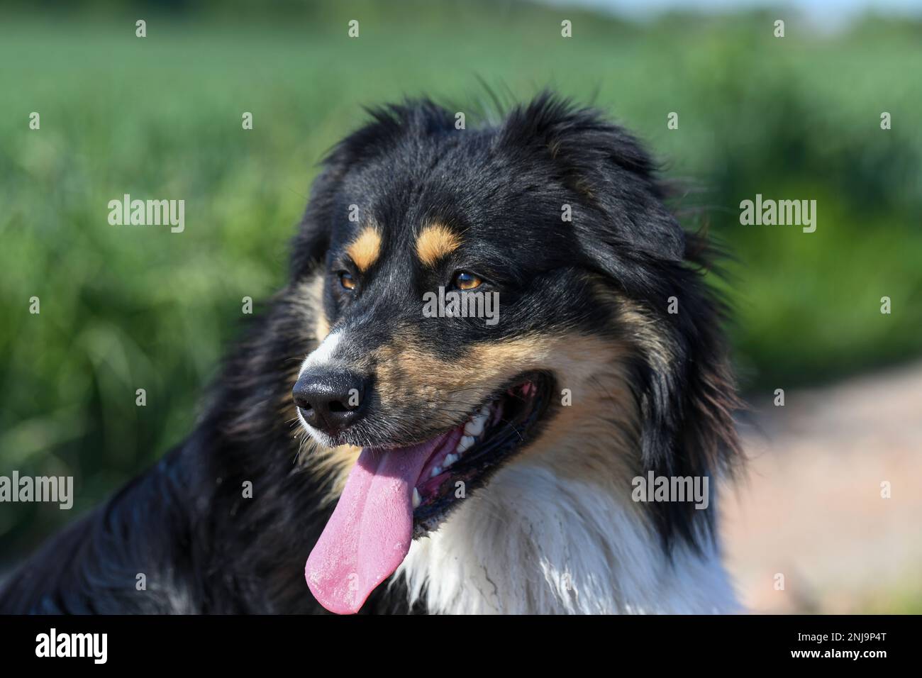 Berger australien chien hi-res stock photography and images - Alamy