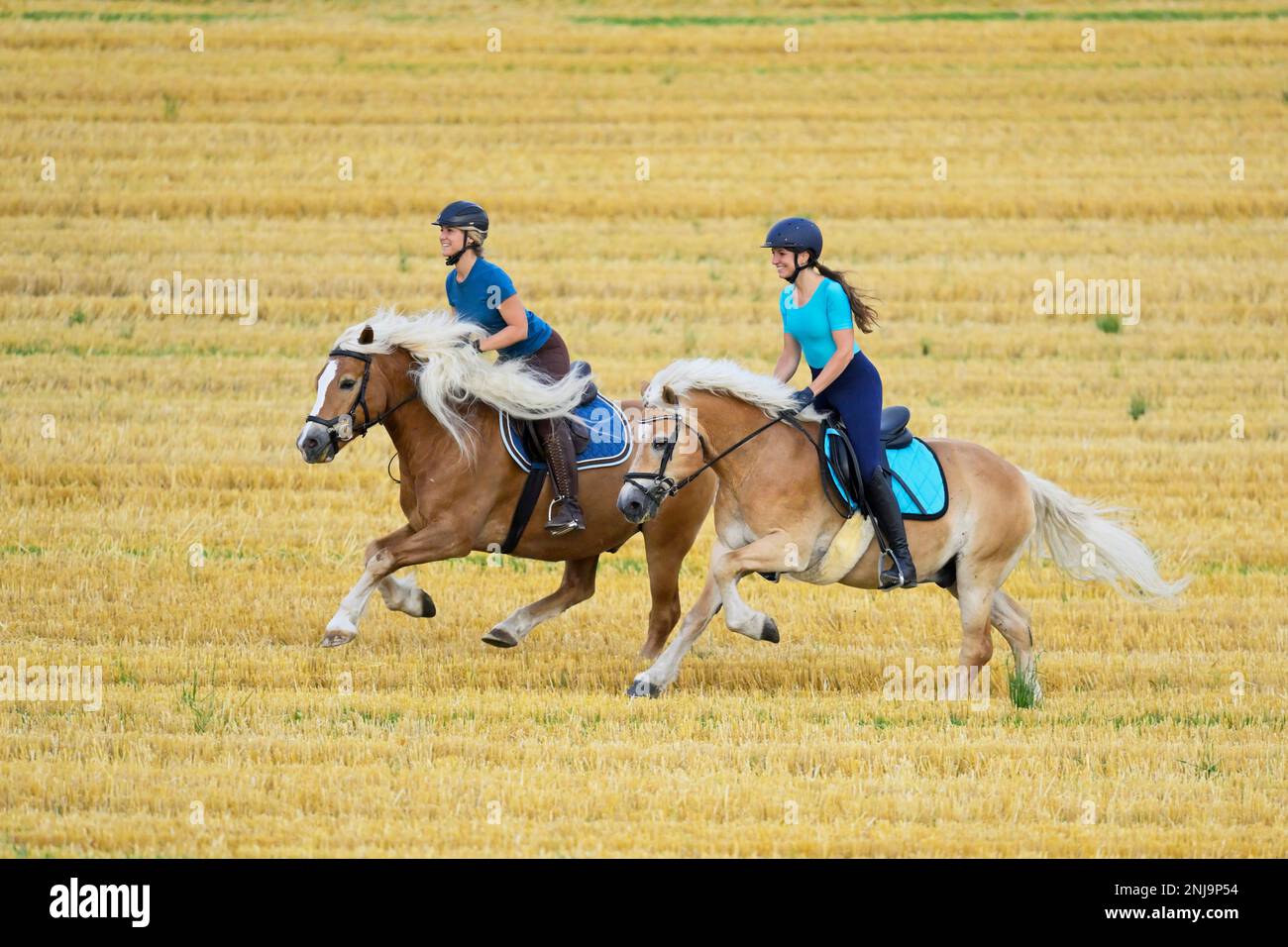 Two riders on back of Haflinger horses galloping in a stubble field ...