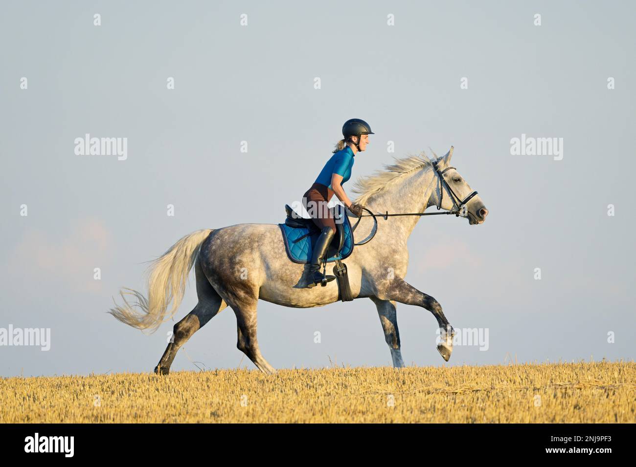 Rider on back of a Polish horse cantering in a stubble field Stock ...