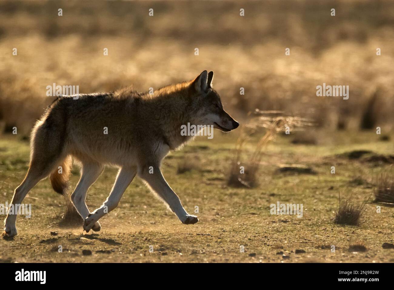 Eurasian wolf or Canis lupus lupus walking in steppe in its natural ...