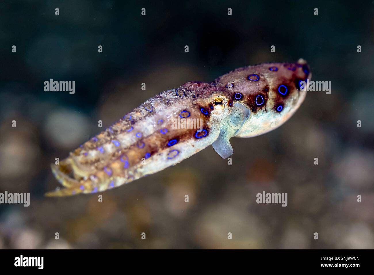 greater blue-ringed octopus, Hapalochlaena lunulata, extremely venomous ...