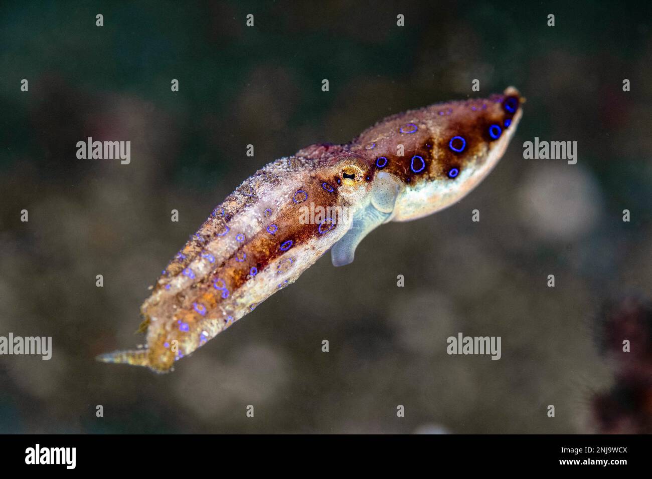 greater blue-ringed octopus, Hapalochlaena lunulata, extremely venomous ...