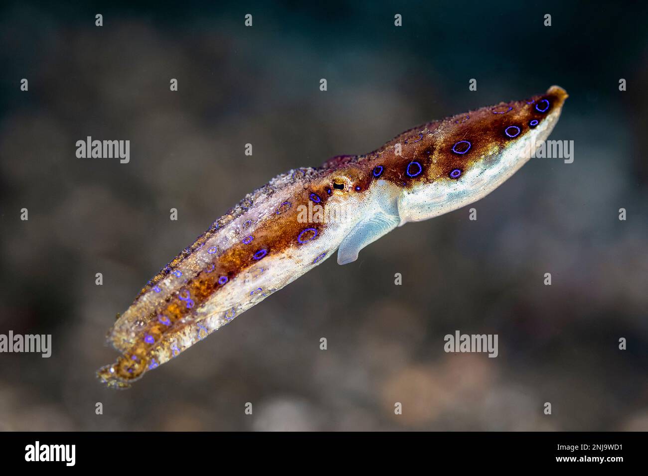 greater blue-ringed octopus, Hapalochlaena lunulata, extremely venomous ...