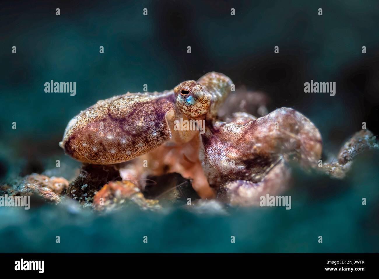 long arm octopus, Octopus minor, Lembeh Strait, North Sulawesi ...
