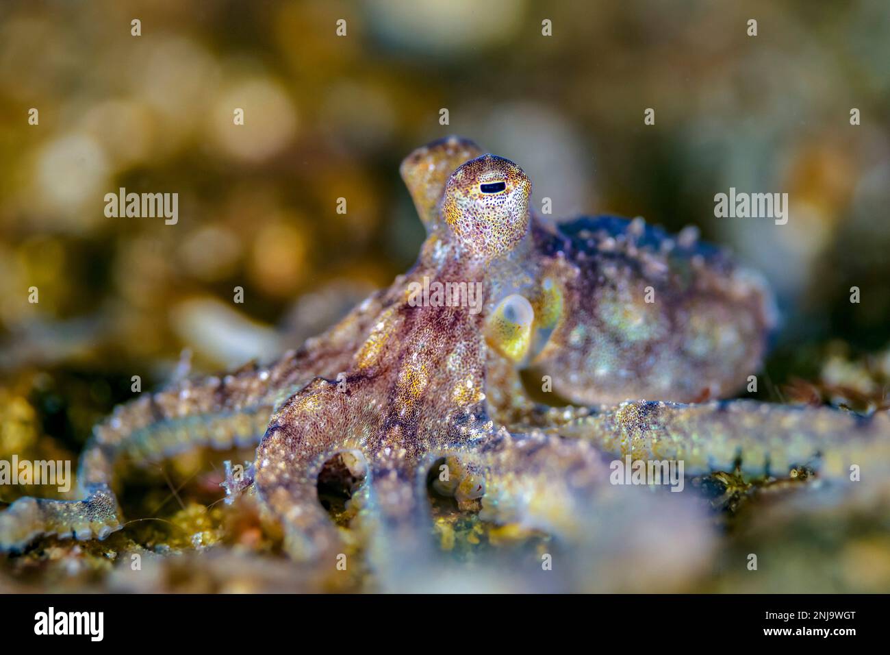long arm octopus, Octopus minor, Lembeh Strait, North Sulawesi ...