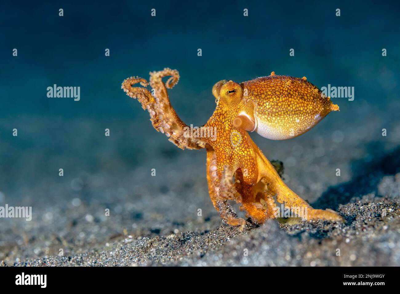 poison ocellate octopus, Amphioctopus siamensis, venomous, Lembeh ...