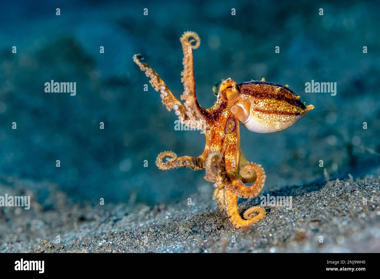poison ocellate octopus, Amphioctopus siamensis, venomous, Lembeh ...