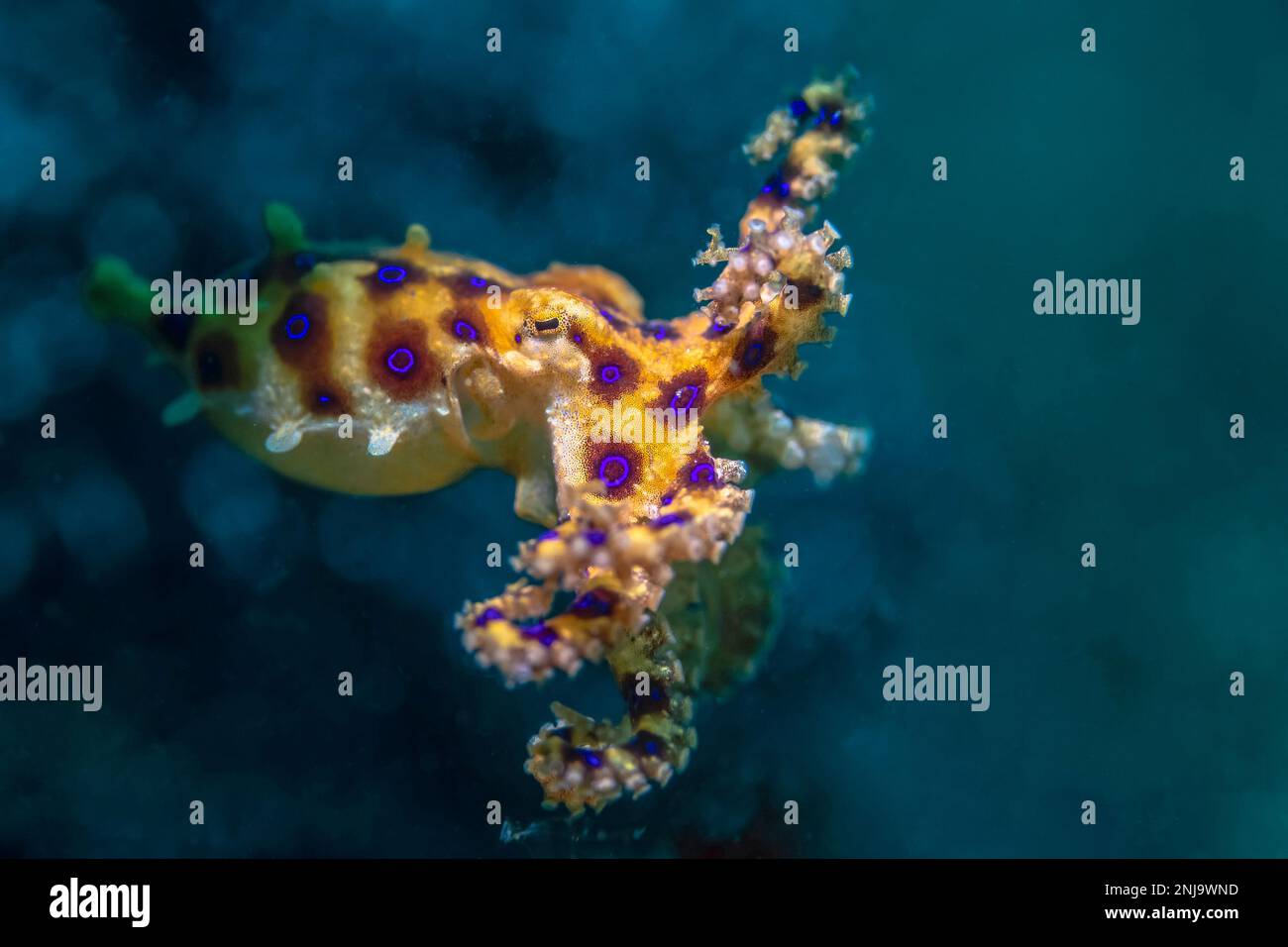 greater blue-ringed octopus, Hapalochlaena lunulata, extremely venomous ...