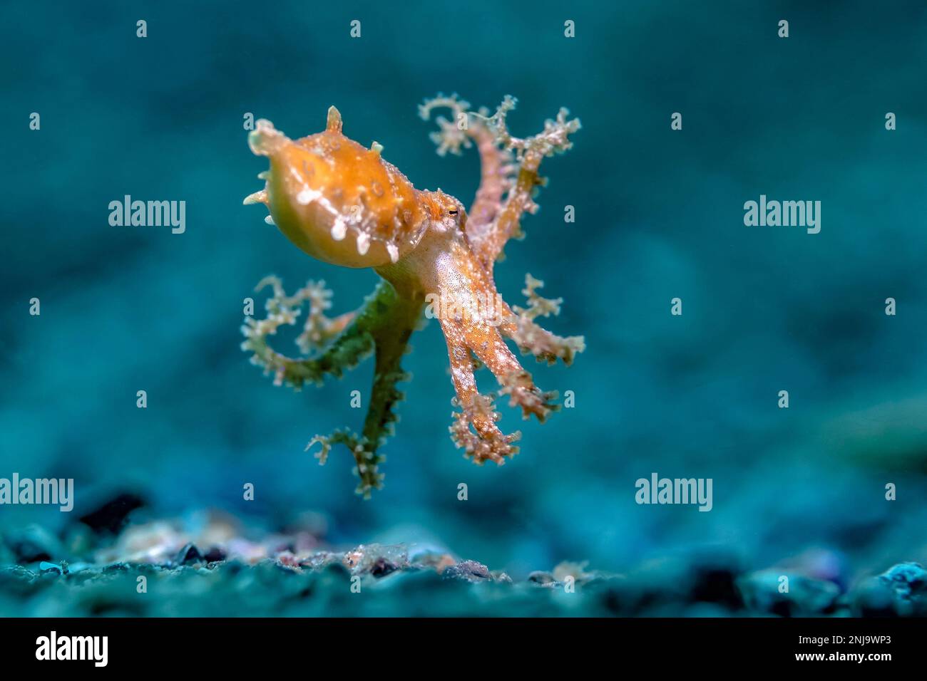 greater blue-ringed octopus, Hapalochlaena lunulata, extremely venomous ...