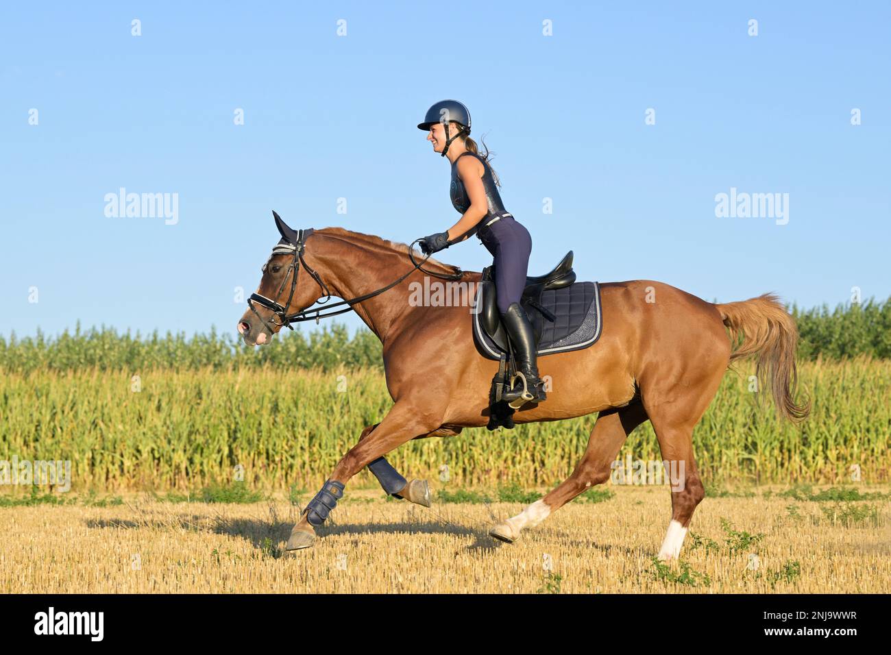 Horseback rider on Bavarian horse galloping in a stubble field Stock ...