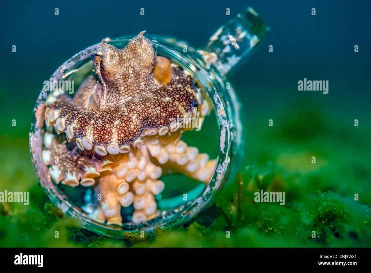 veined octopus, Amphioctopus marginatus, aka coconut octopus, Lembeh ...