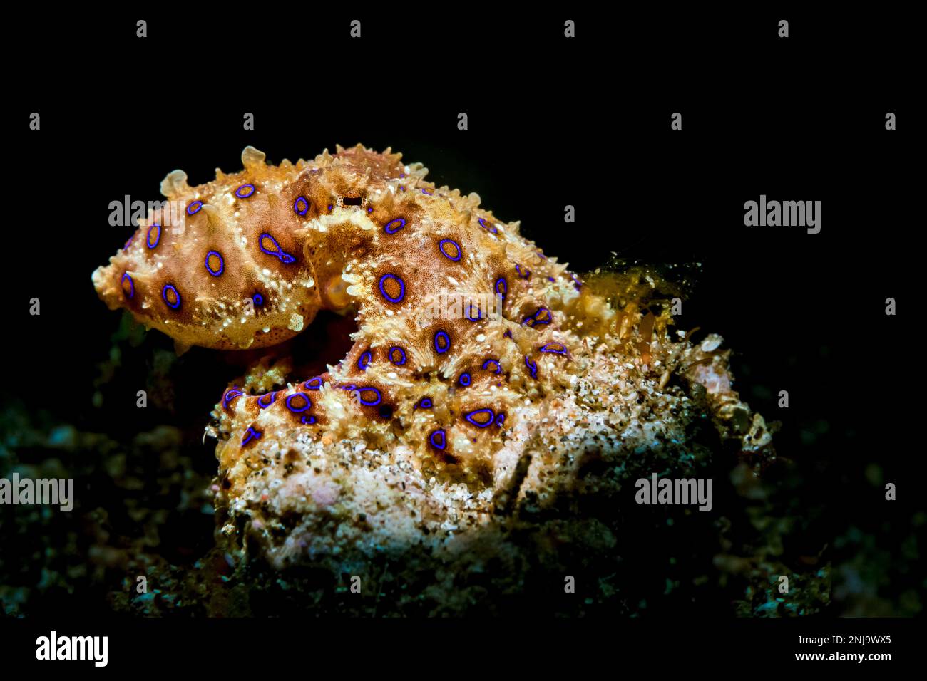 greater blue-ringed octopus, Hapalochlaena lunulata, extremely venomous ...
