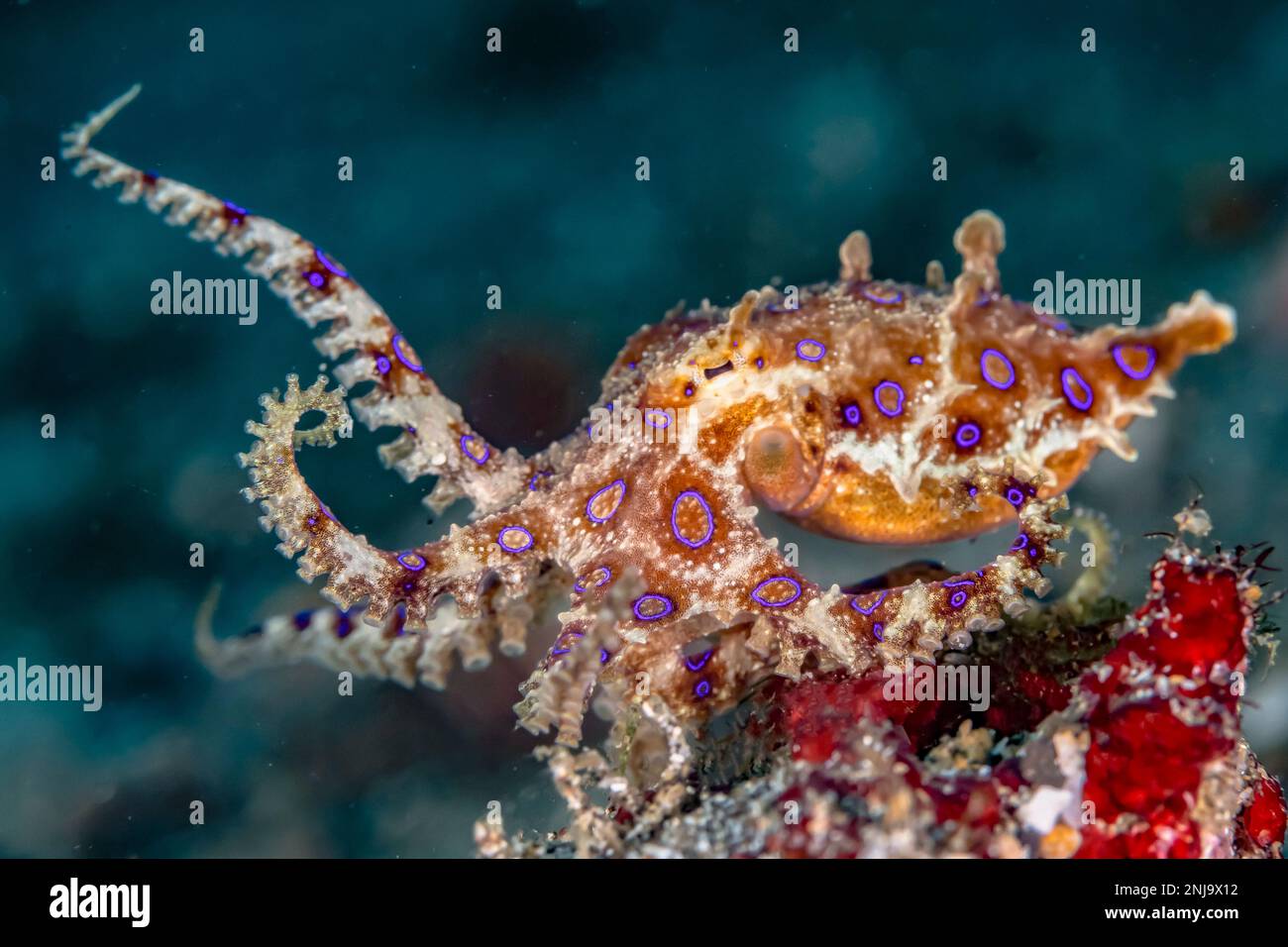 greater blue-ringed octopus, Hapalochlaena lunulata, extremely venomous ...