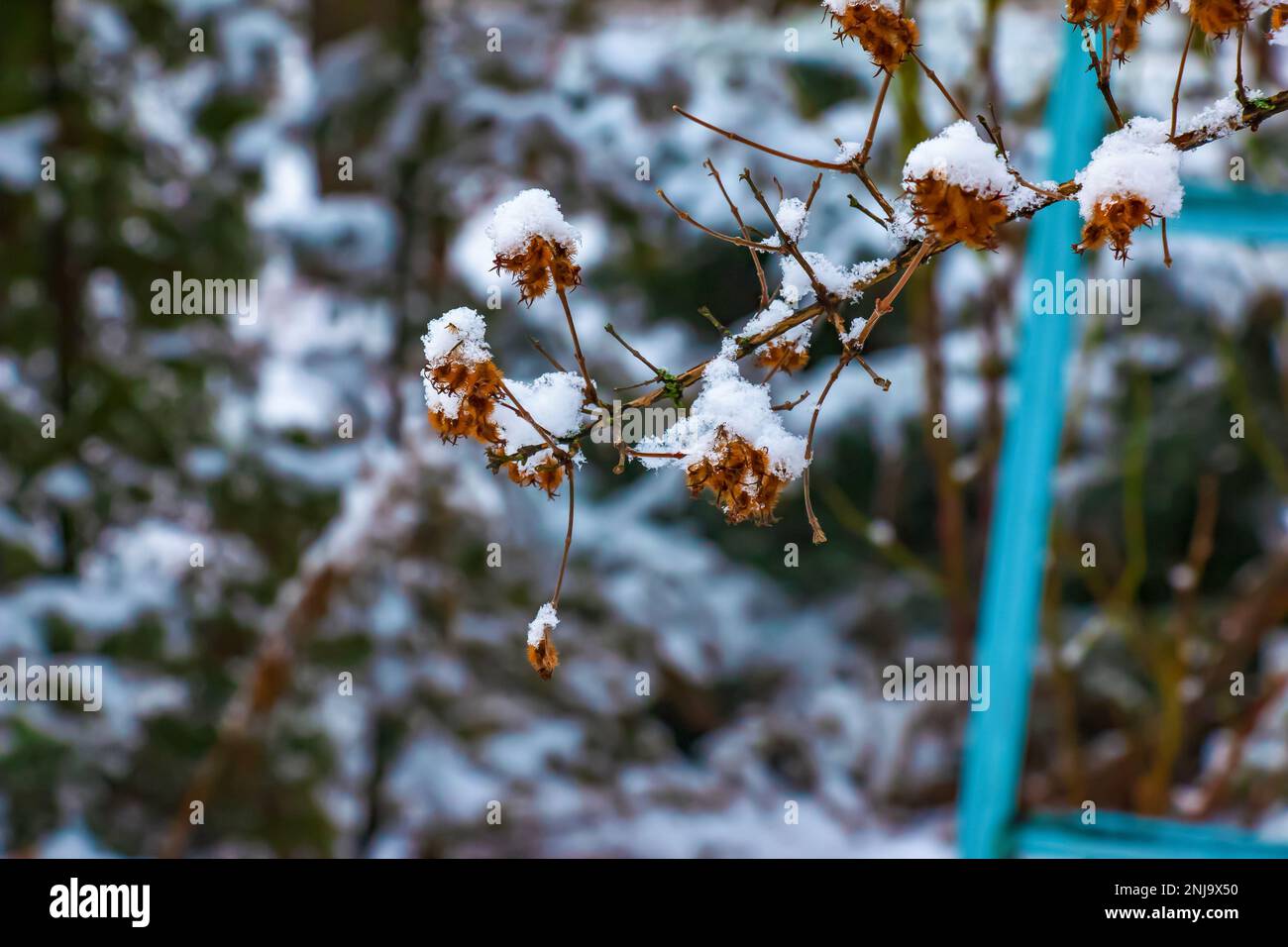 Kolkwitzia amabilis is a species of plant in the Caprifoliaceae family ...