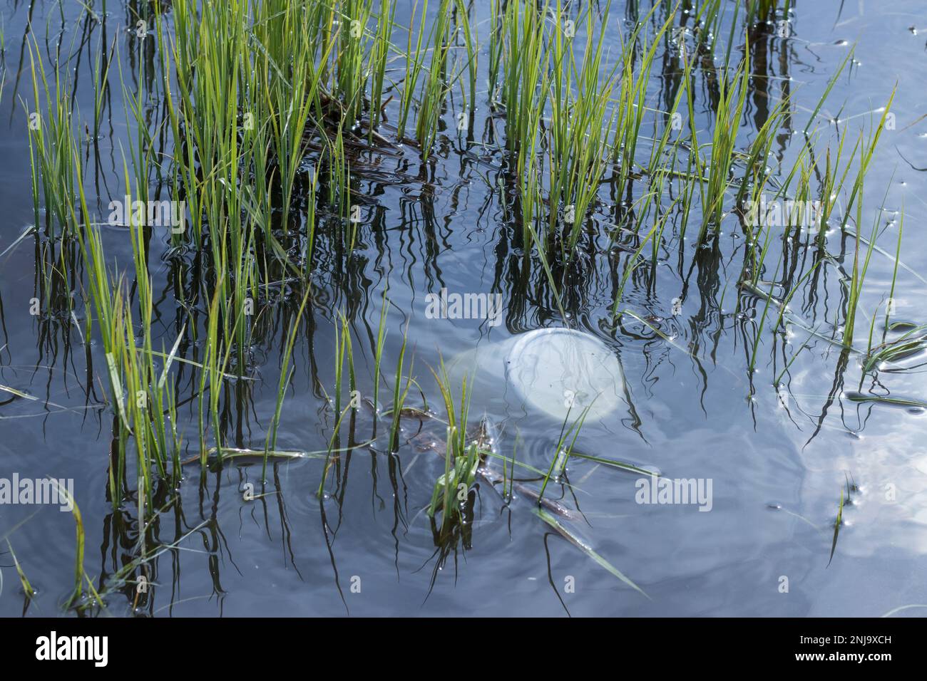Plastic trash floating in the pond, pollution of the pond, ecology in ...