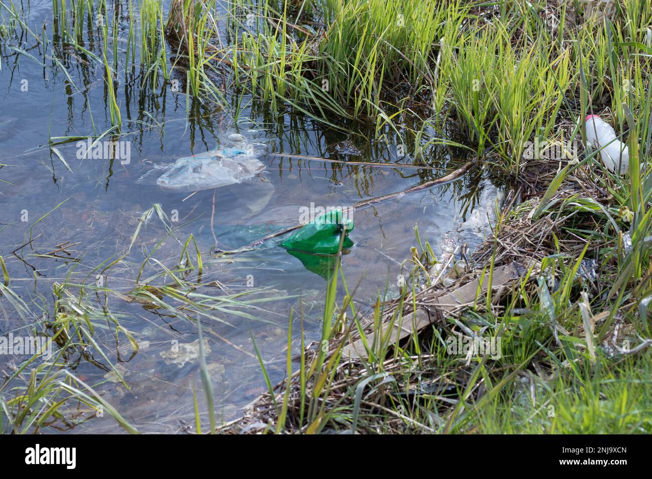 Plastic trash floating in the pond, pollution of the pond, ecology in ...