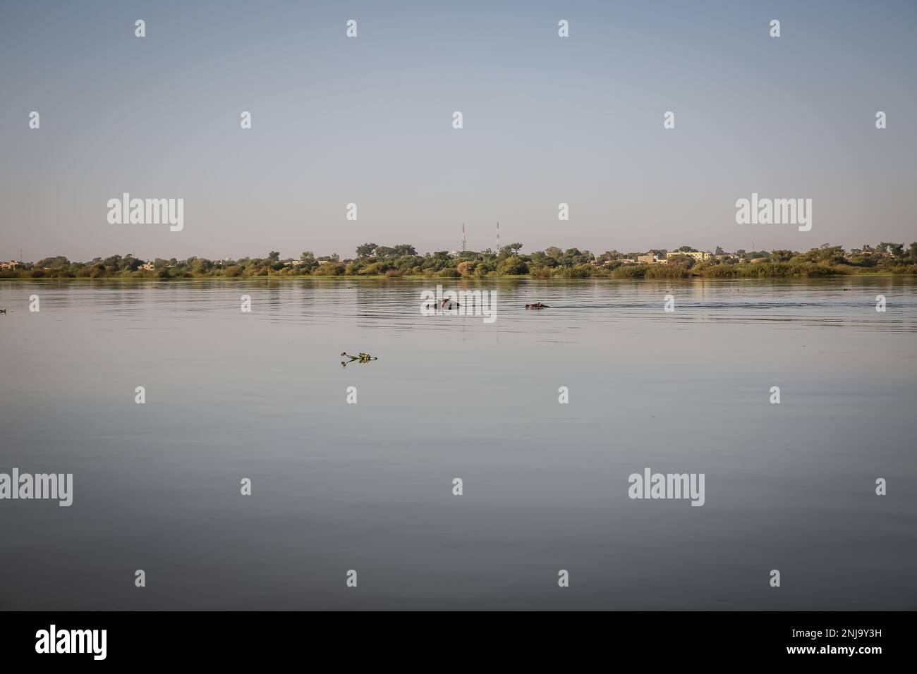 Niamey, Niger. 21st Jan, 2023. Hippos seen in the Niger River in Niamey ...