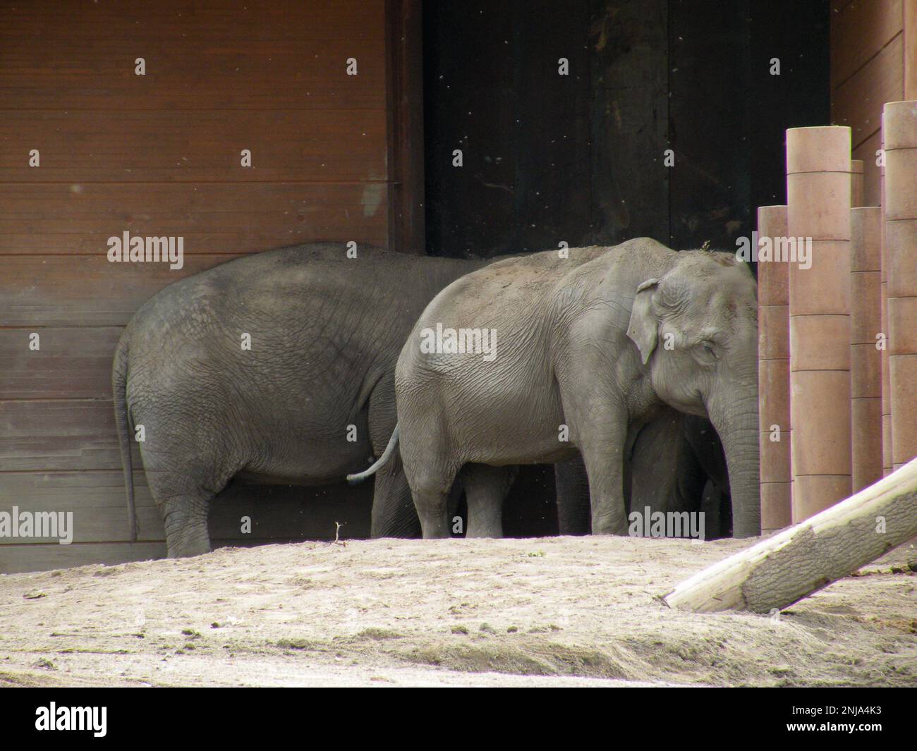 Elephants, Copenhagen, Scandinavia, Europe Stock Photo - Alamy