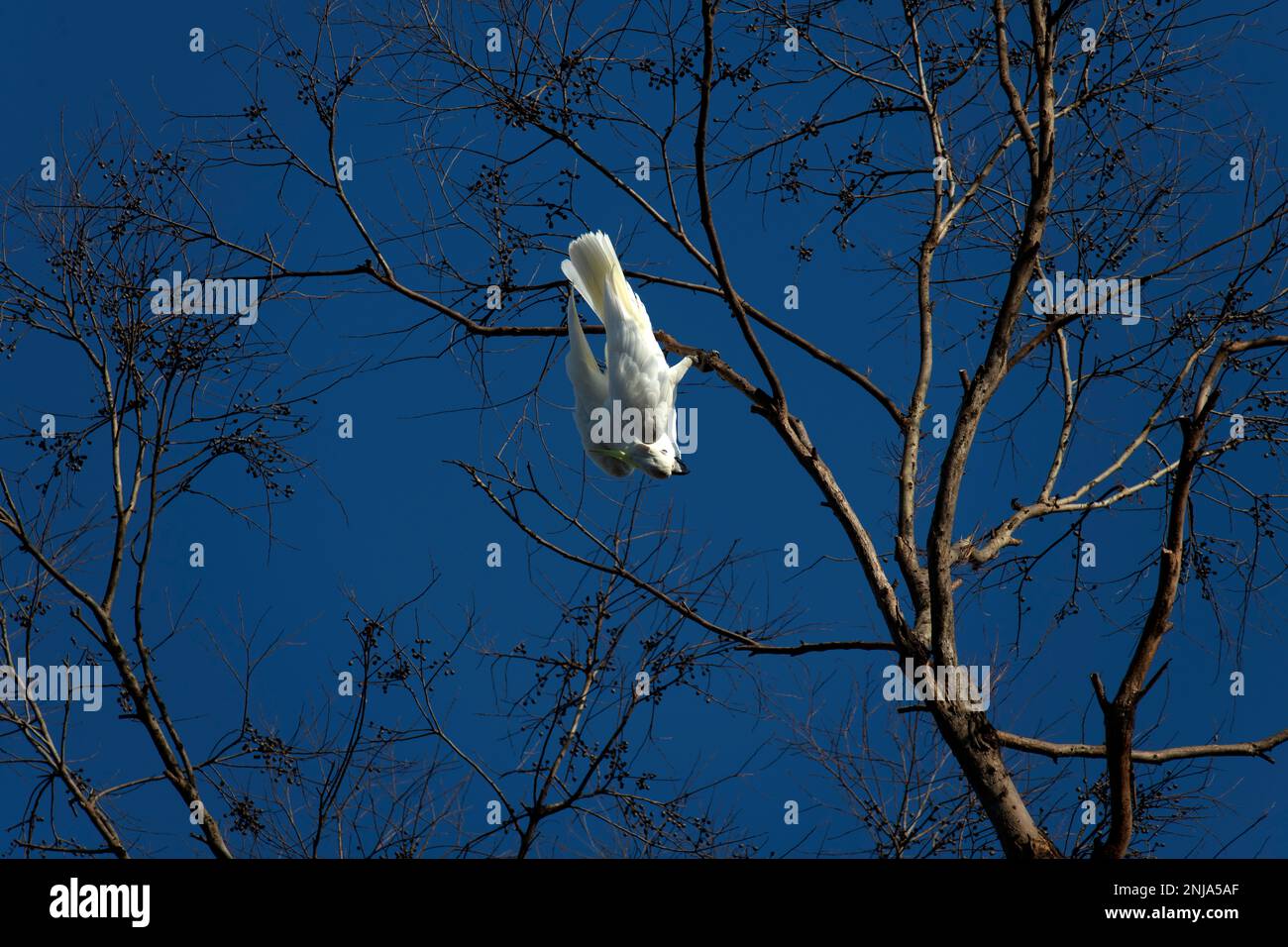 Sulphur-Crested Cockatoos (Cacatua galerita) hanging on the branch of a ...
