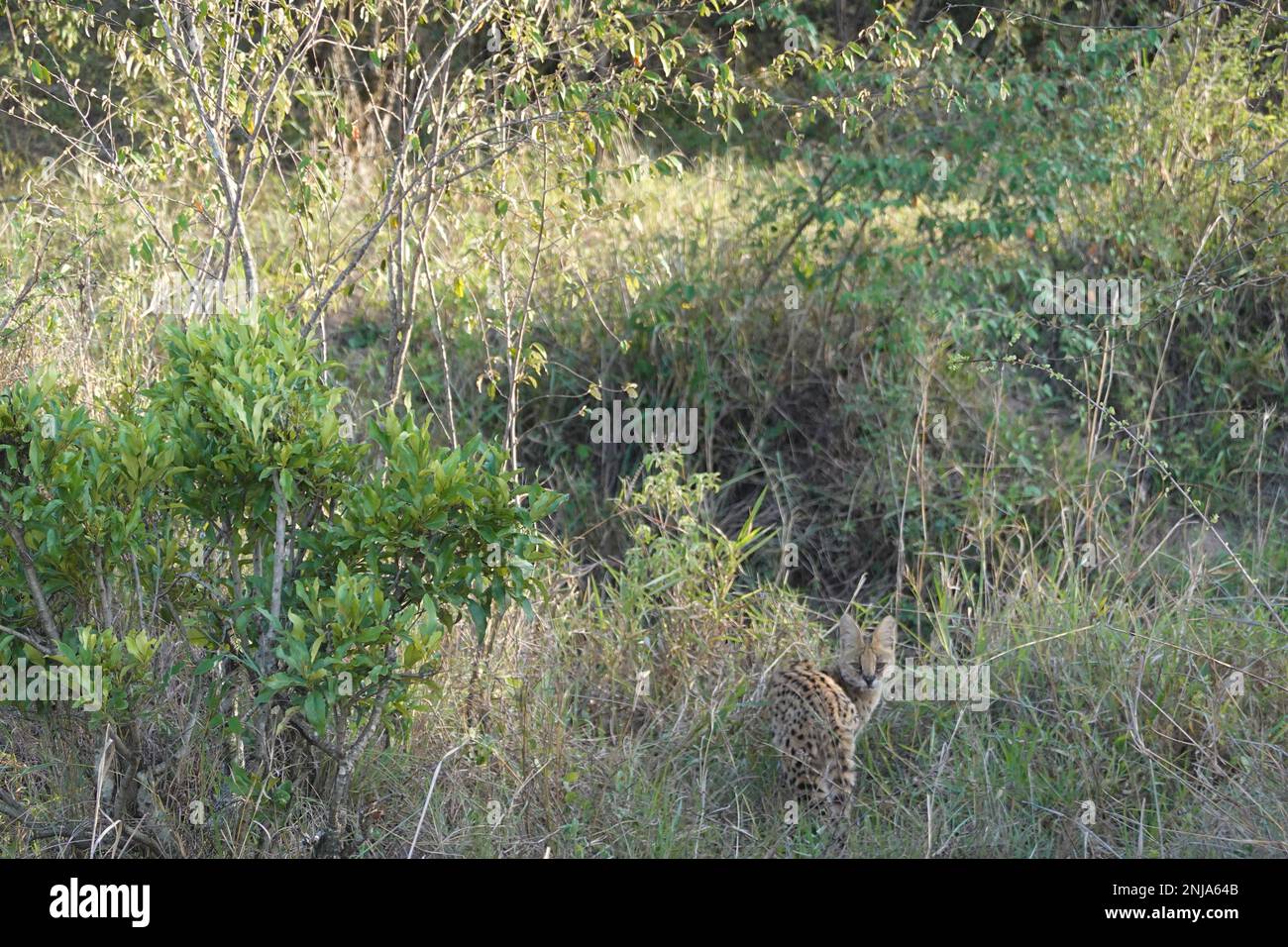 Serval cat in the savannah in Kenya Stock Photo - Alamy