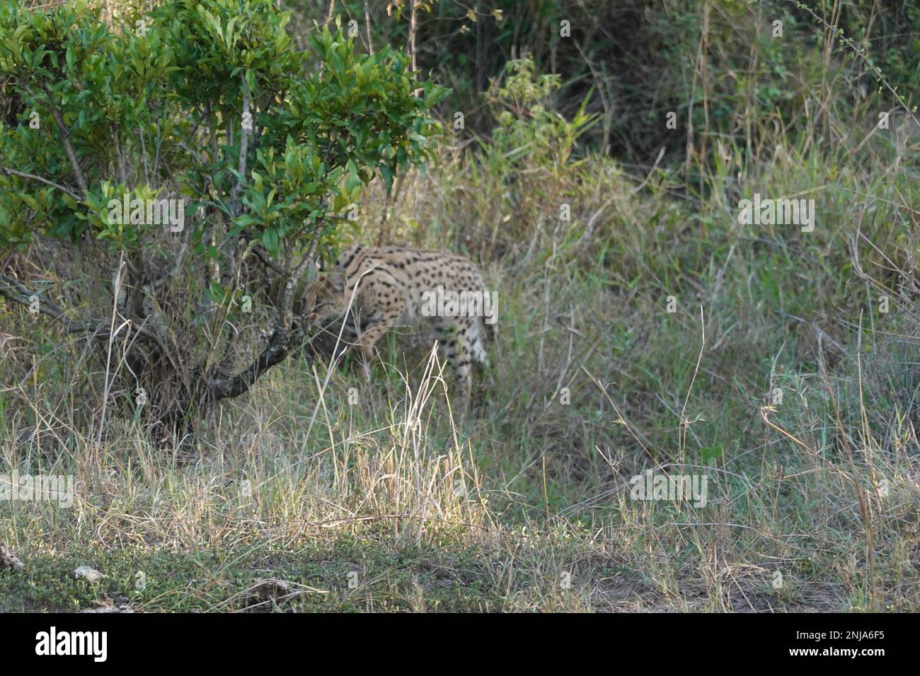 Serval cat in the savannah in Kenya Stock Photo - Alamy