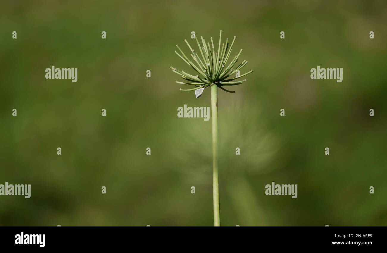 Agapanthus plant closeup on a natural green background Stock Photo - Alamy