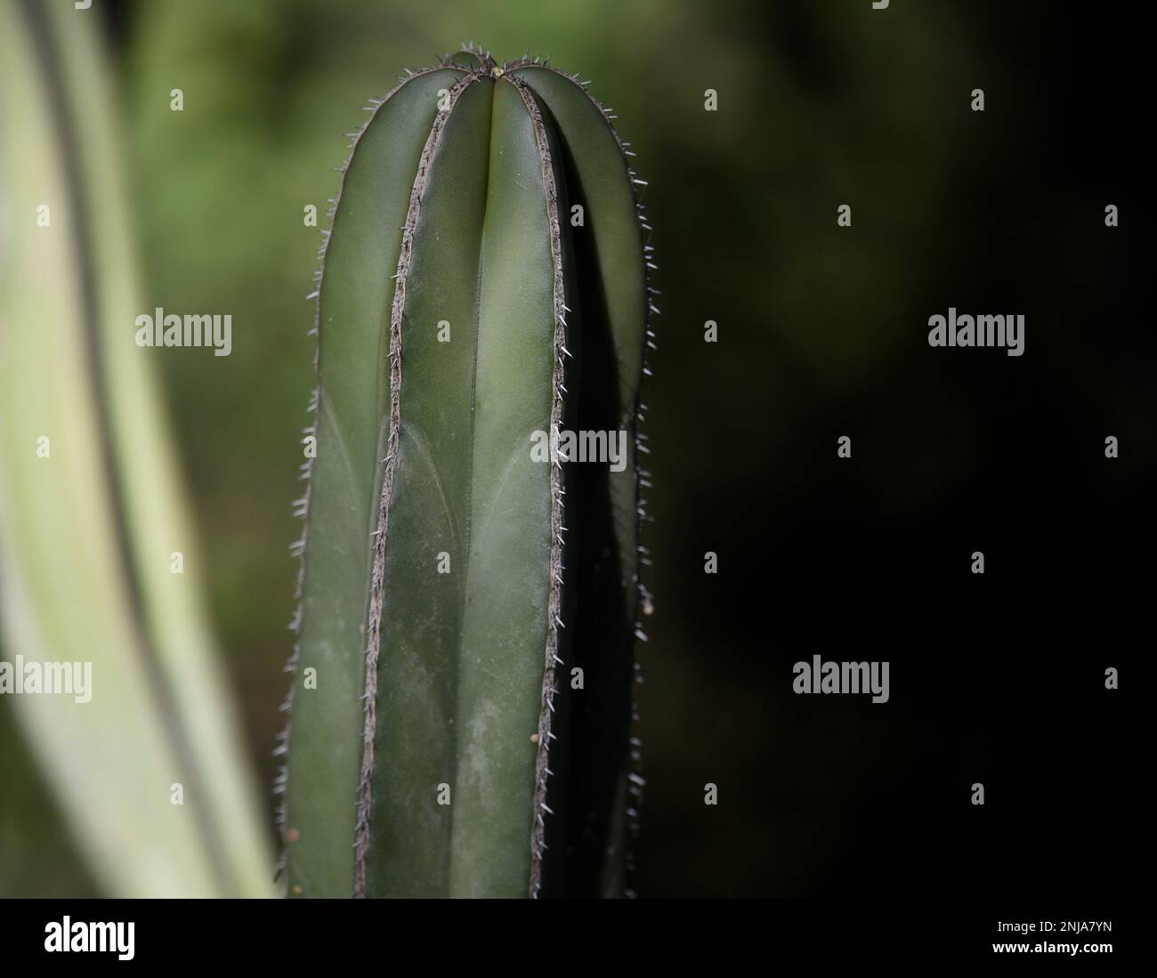 Cereus jamacaru cactus also known as Mandacaru and Queen-of-the-night ...