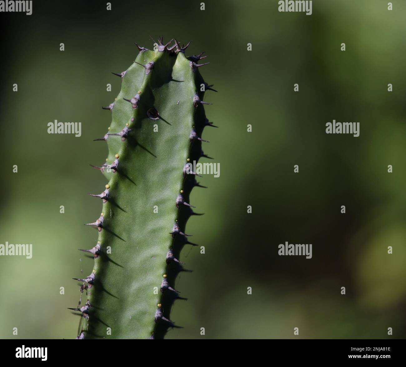 Acanthocereus tetragonus a native cactus to Mexico Stock Photo - Alamy