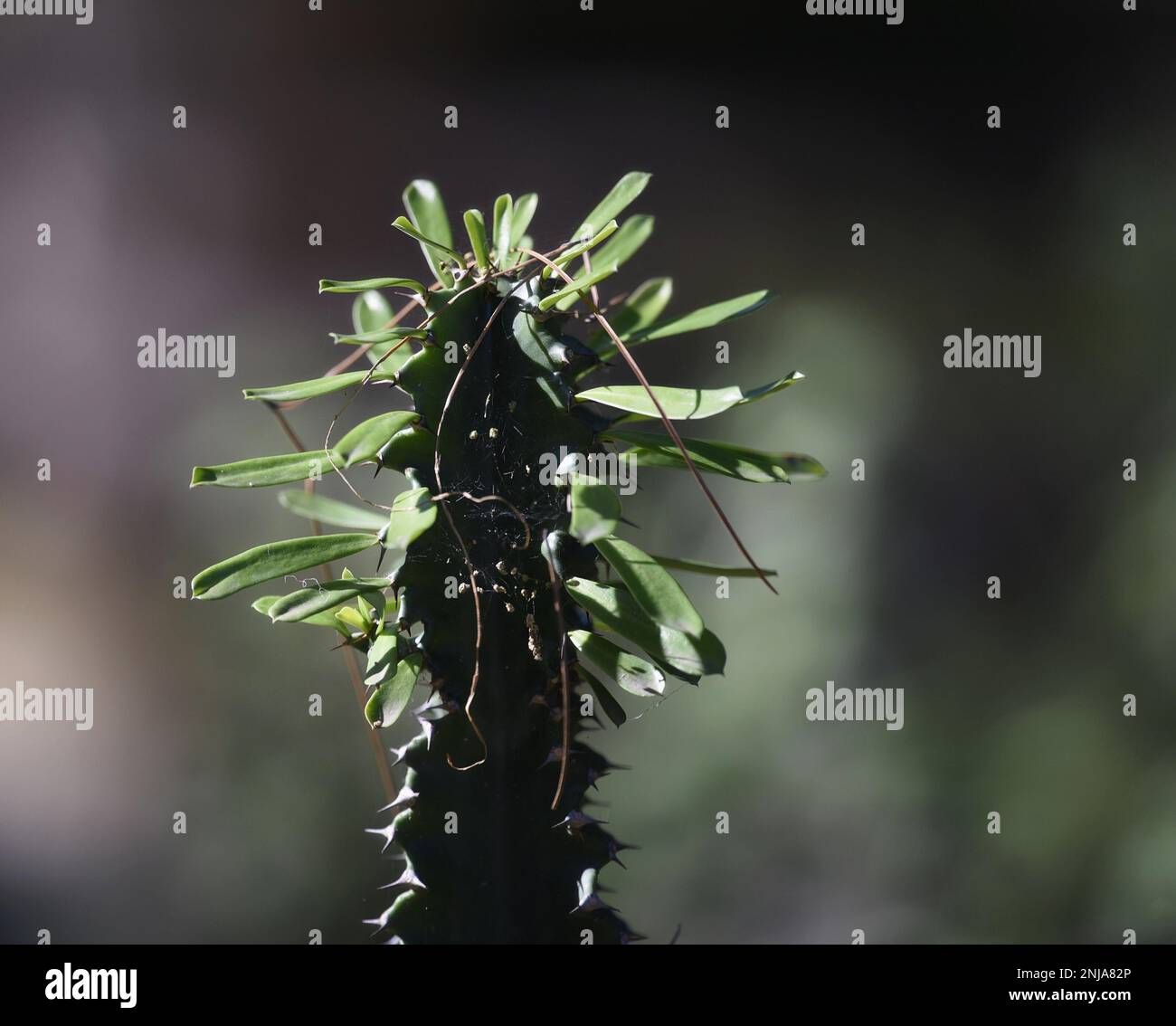 Euphorbia neohumbertii a distinctive endemic succulent plant on a ...