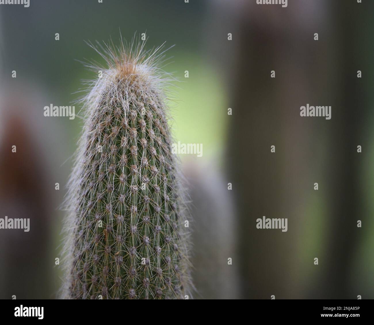 Fuzzy seed pods hi-res stock photography and images - Alamy