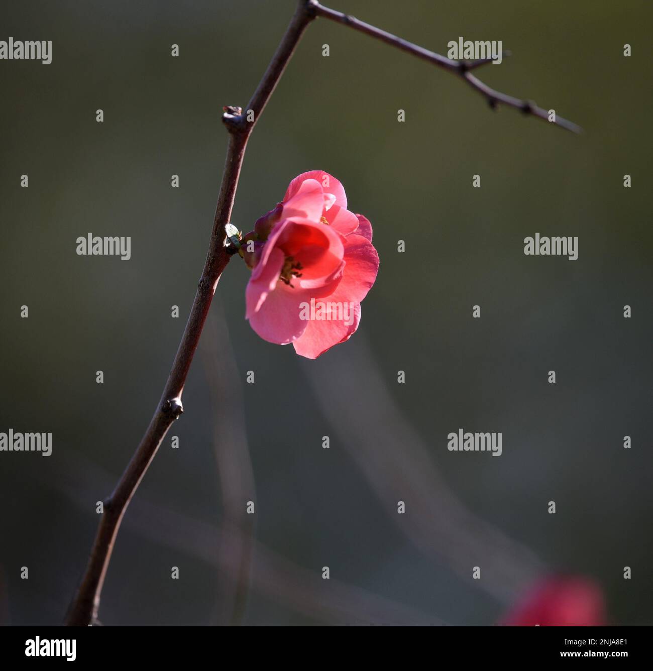 Chaenomeles japonica (Maule's quince) a thorny flowering plant native ...