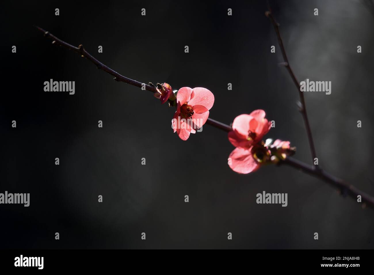 Chaenomeles japonica (Maule's quince) a thorny flowering plant native ...