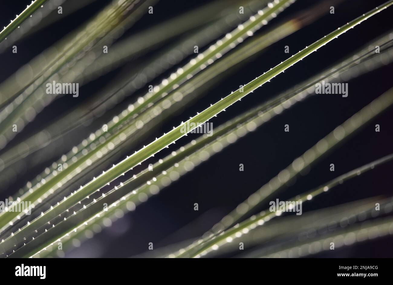 Dasylirion Glaucophyllum a native plant to Mexico Stock Photo - Alamy