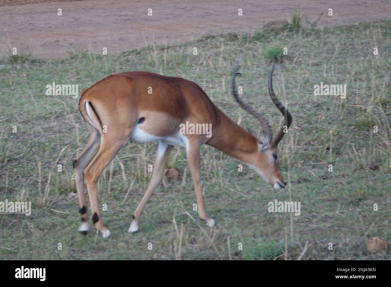 Impala in the savannah in Kenya Stock Photo - Alamy