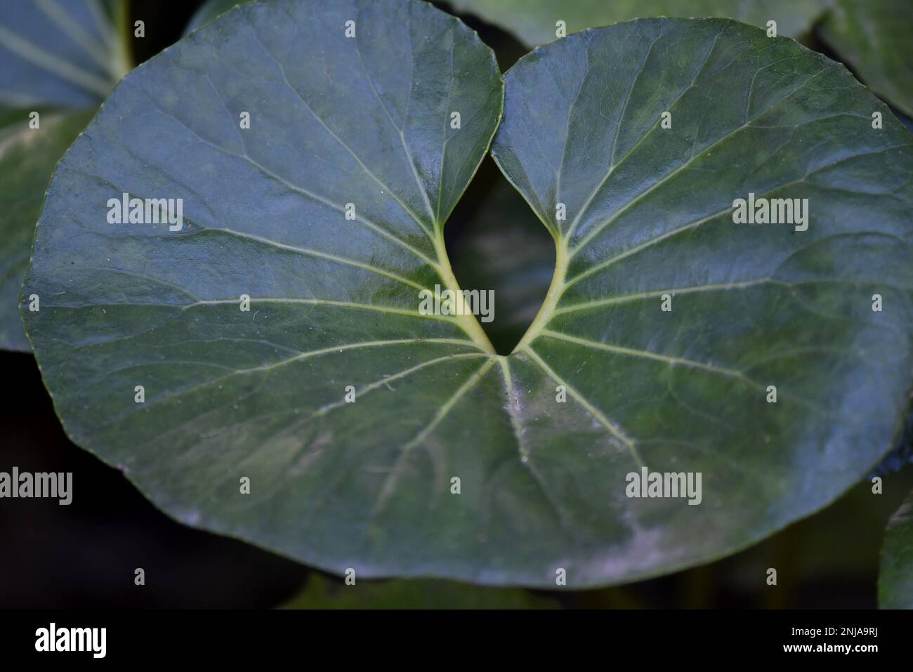 Farfugium japonicum leaf native to Japan Stock Photo - Alamy