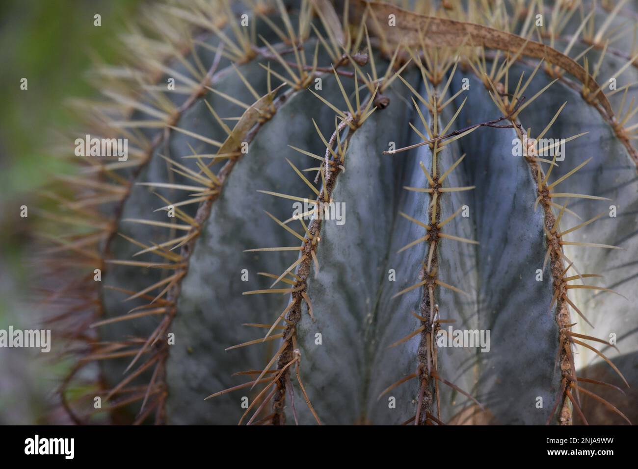 Ferocactus Pottsii a barrel-shaped genus with large spines Stock Photo ...