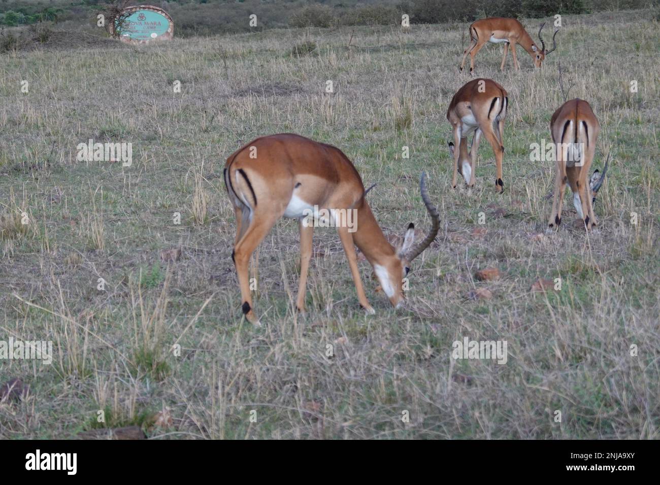 Impala in the savannah in Kenya Stock Photo - Alamy