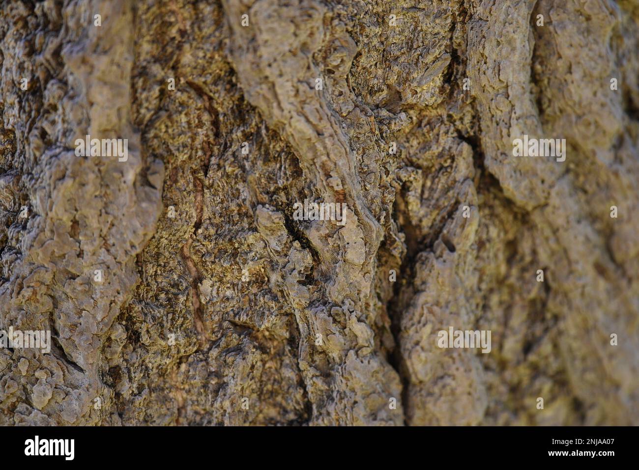 Gingko tree, seed hi-res stock photography and images - Alamy