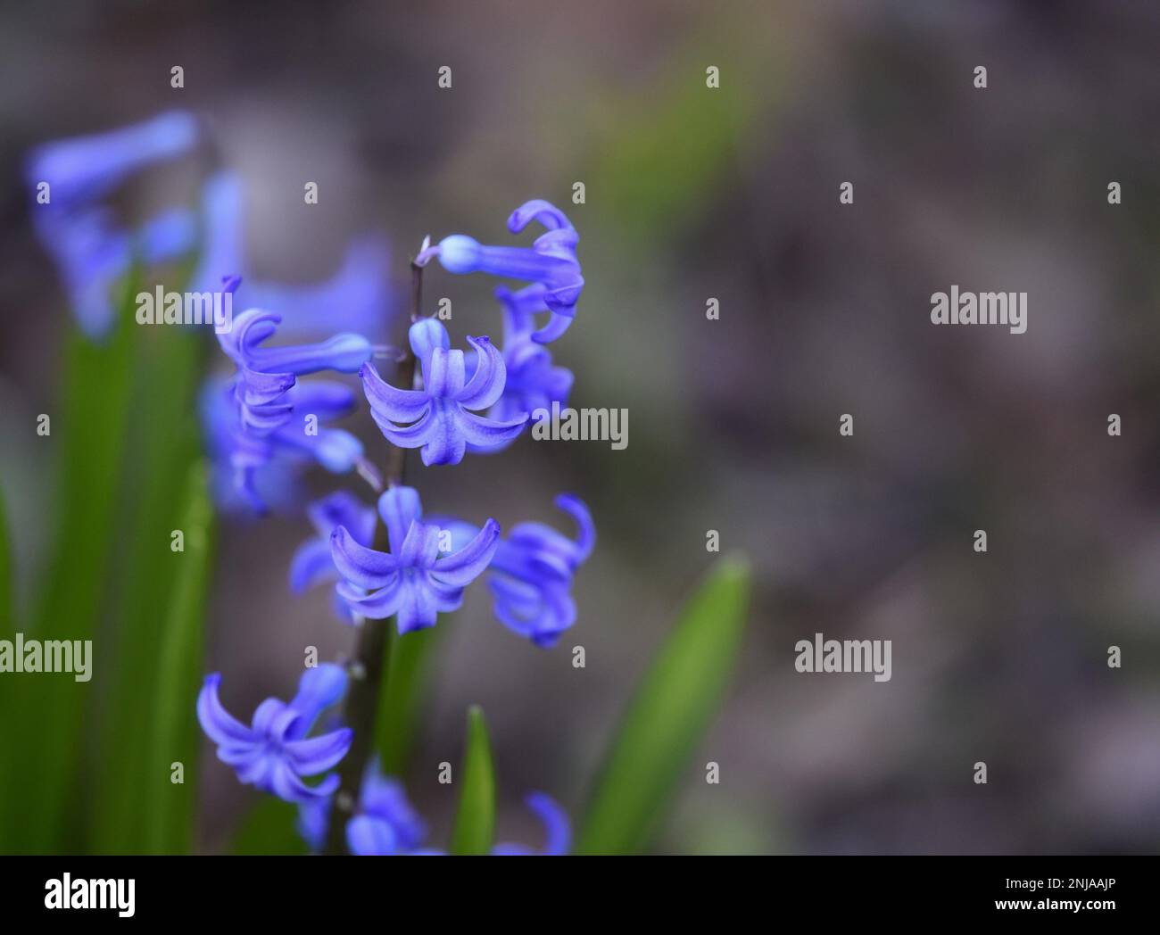 Hyacinthus Orientalis a flowering plant native to the Mediterranean ...