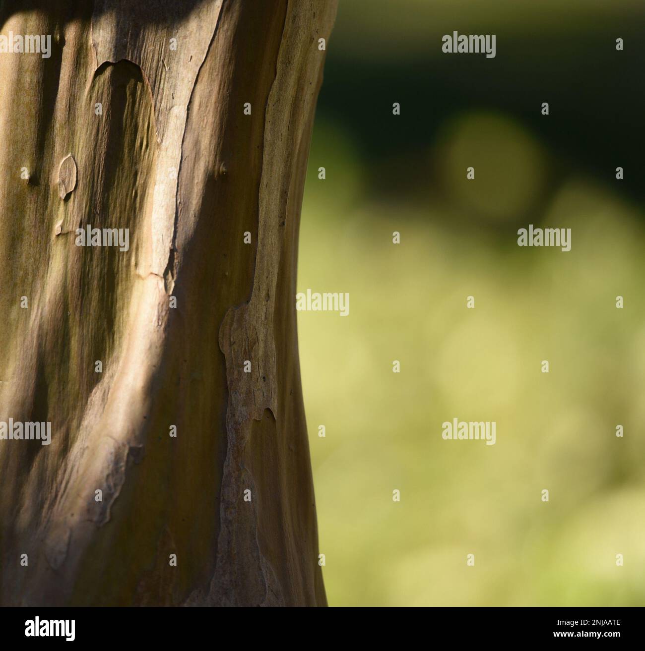 Lagerstroemia indica tree trunk on a natural green background Stock ...