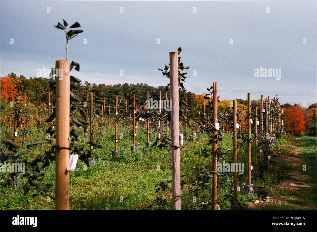 Orchard poles hi-res stock photography and images - Alamy