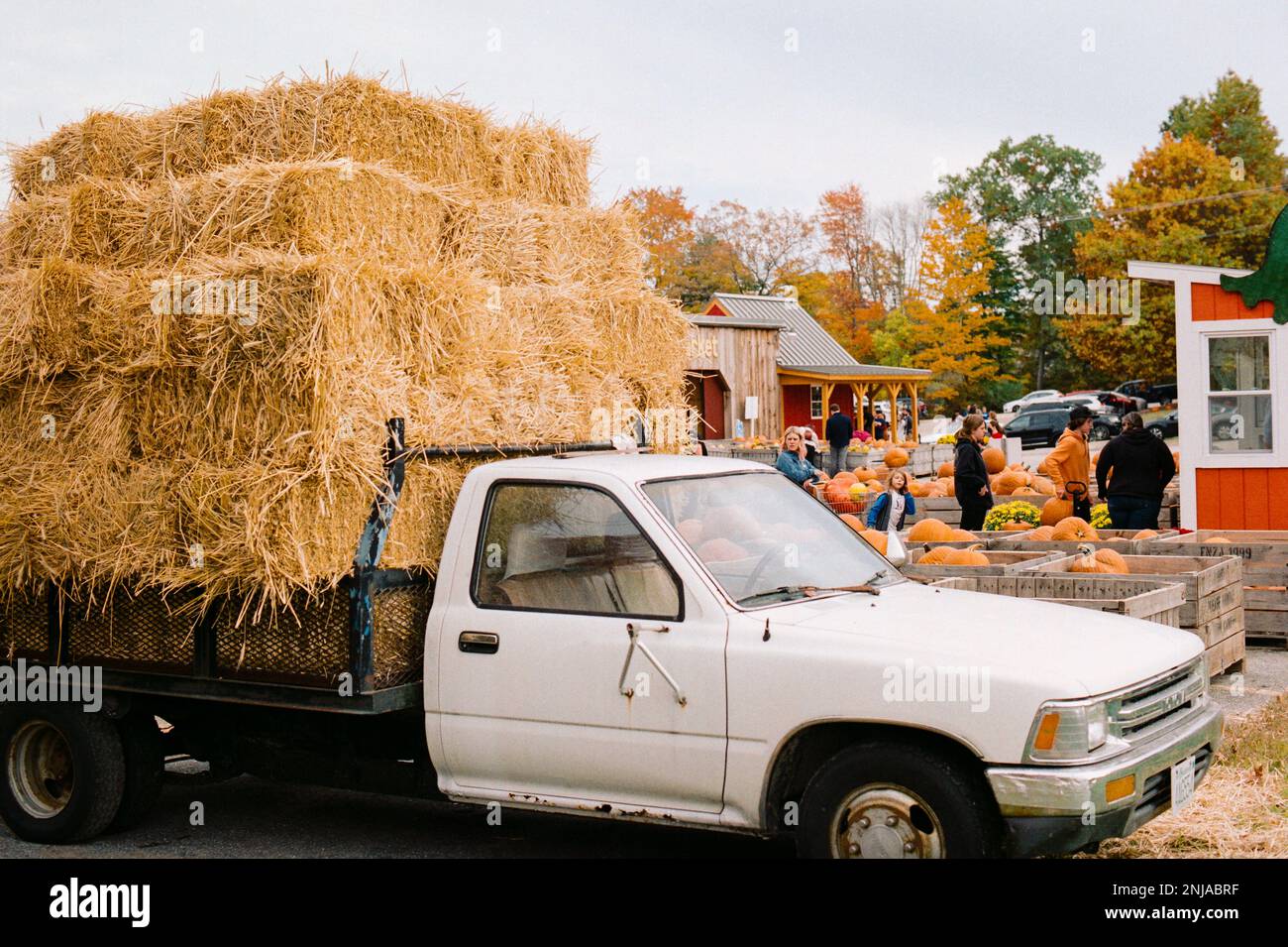 A weathered white pickup truck is stacked with bails of straw with ...